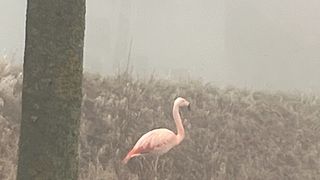 Wilder Flamingo steht im Nebel bei Ulm | Landtag Baden-Württemberg